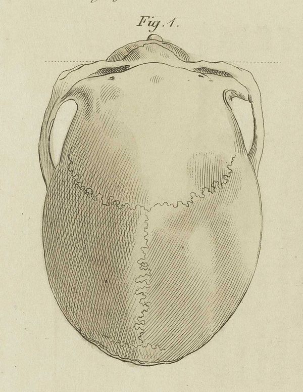 Blumenbach, Johann Friedrich – Interlinking_Pictura