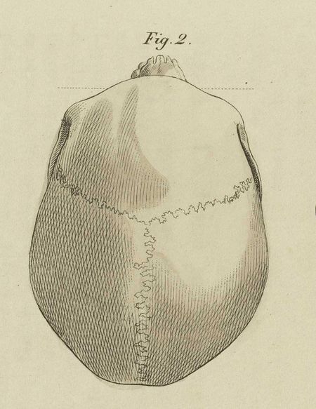 Blumenbach, Johann Friedrich – Interlinking_Pictura