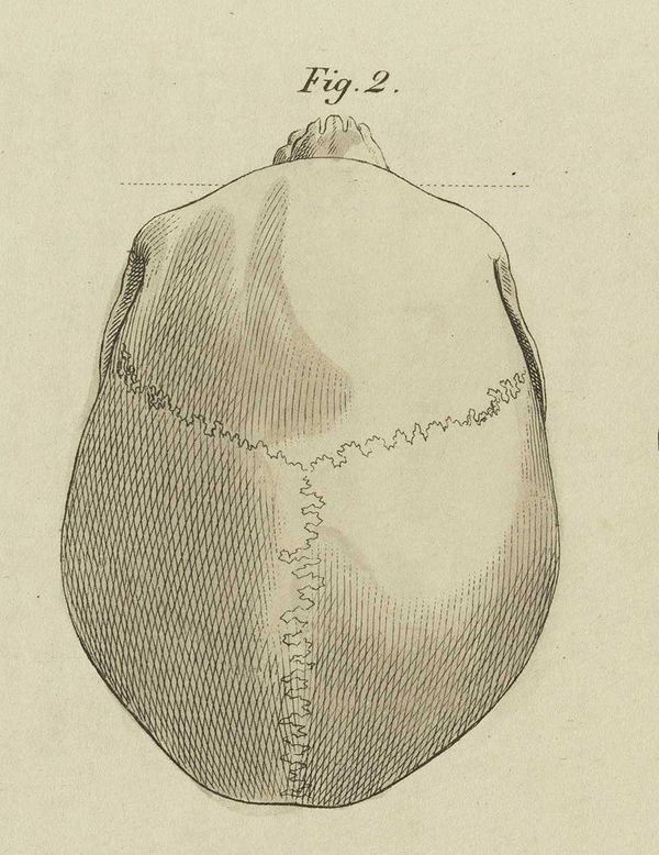 Blumenbach, Johann Friedrich – Interlinking_Pictura